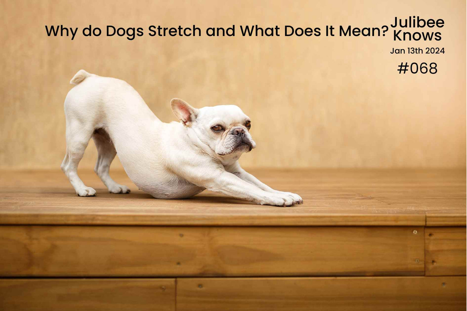 Why Dogs Stretch and What Does It Mean? – Julibee's